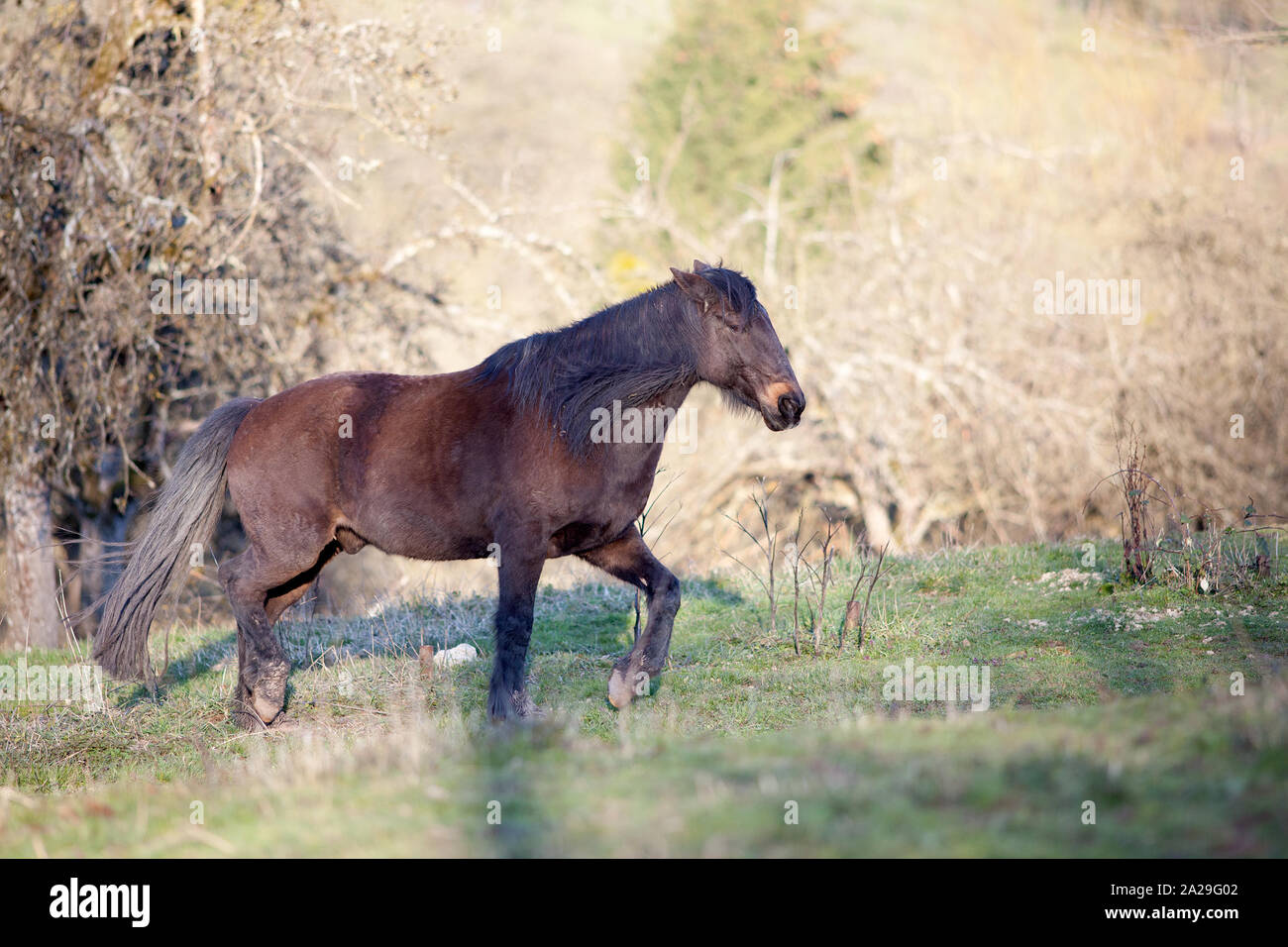 Galopp schwarzer rappe wald -Fotos und -Bildmaterial in hoher Auflösung ...