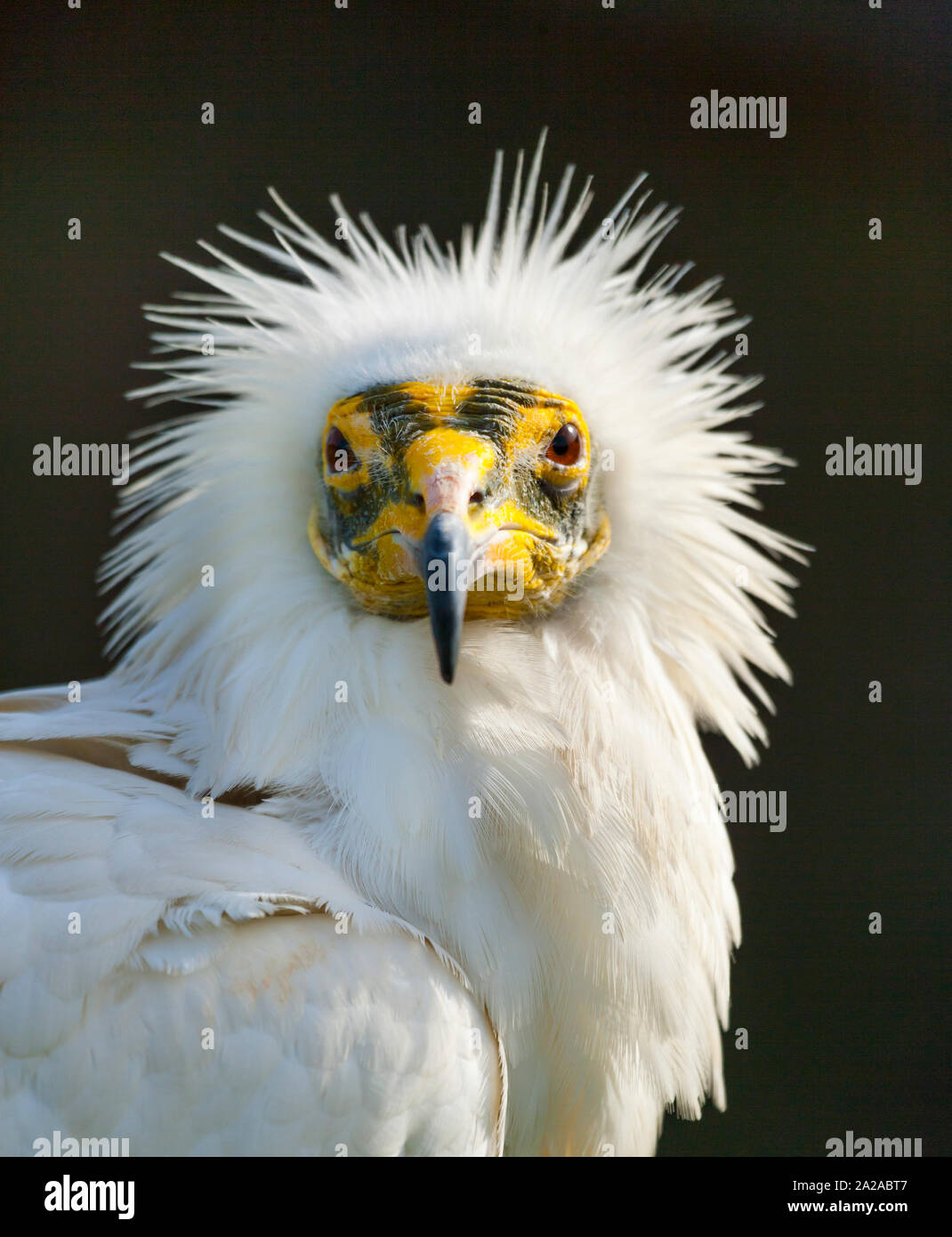 Schmutzgeier (Neophron Percnopterus), auch genannt der weißen Scavenger ...