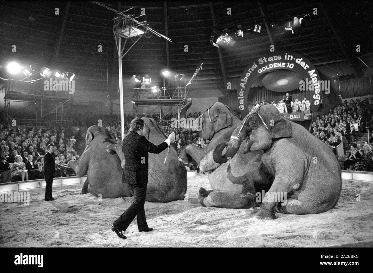Die Deutsche showmaster Wim Thoelke während ein Akt mit Elefanten 1971 ...