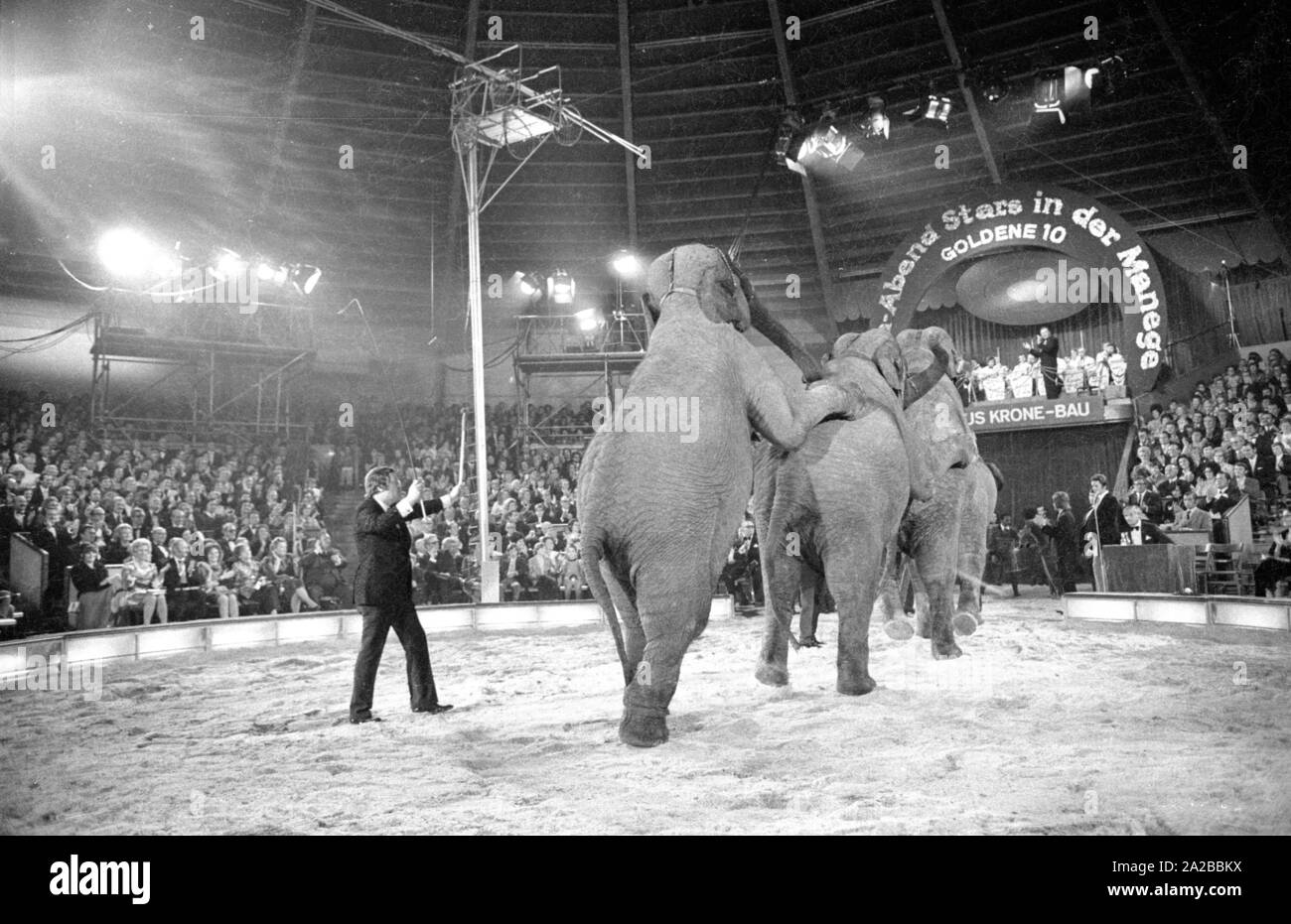 Die Deutsche showmaster Wim Thoelke während ein Akt mit Elefanten 1971 ...