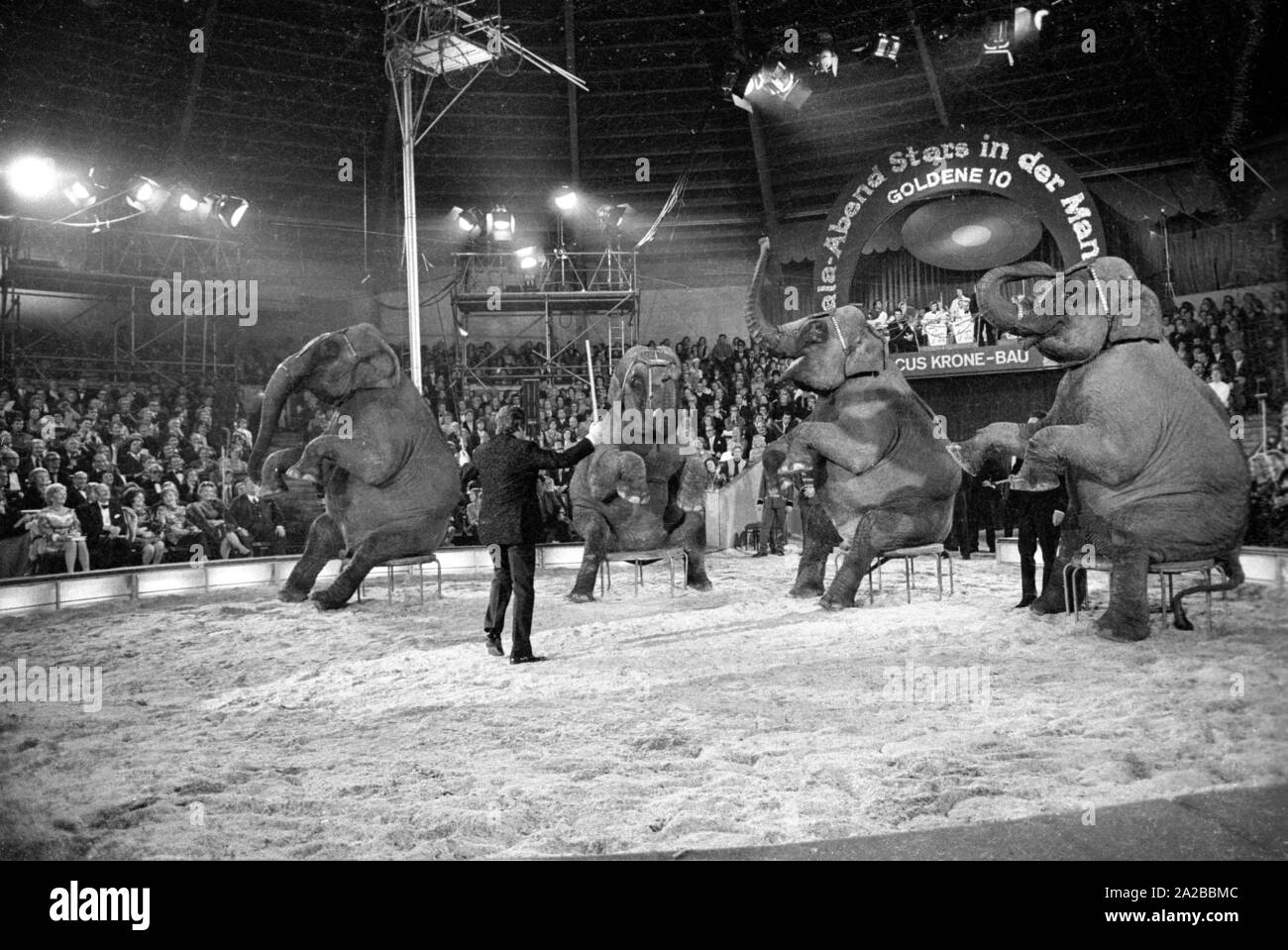 Die Deutsche showmaster Wim Thoelke während ein Akt mit Elefanten 1971 ...