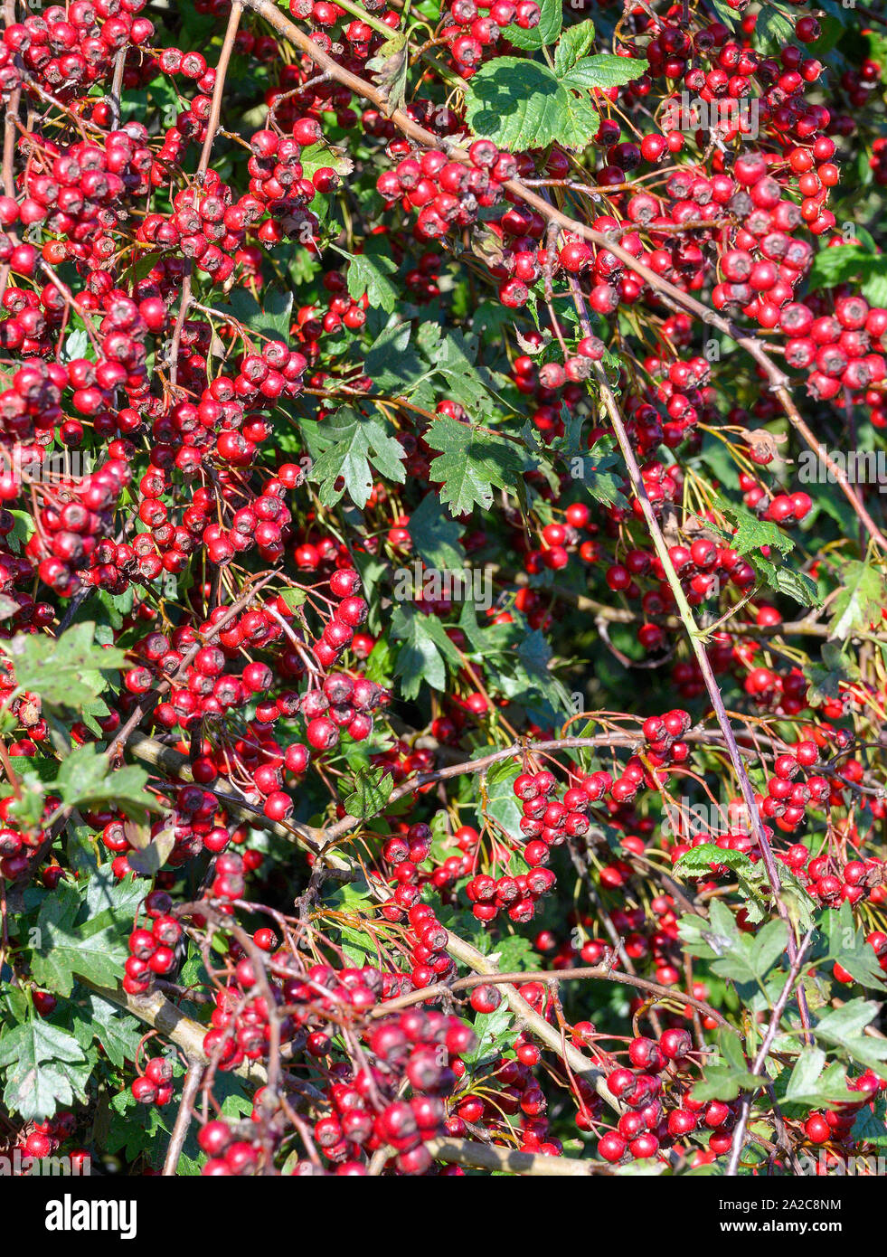 Rote beeren am strauch -Fotos und -Bildmaterial in hoher Auflösung – Alamy