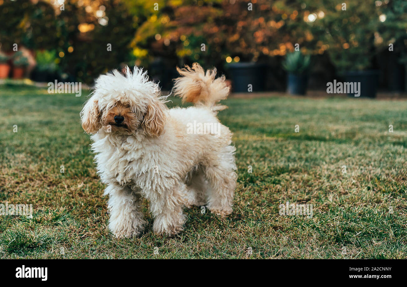 King poodle white -Fotos und -Bildmaterial in hoher Auflösung – Alamy