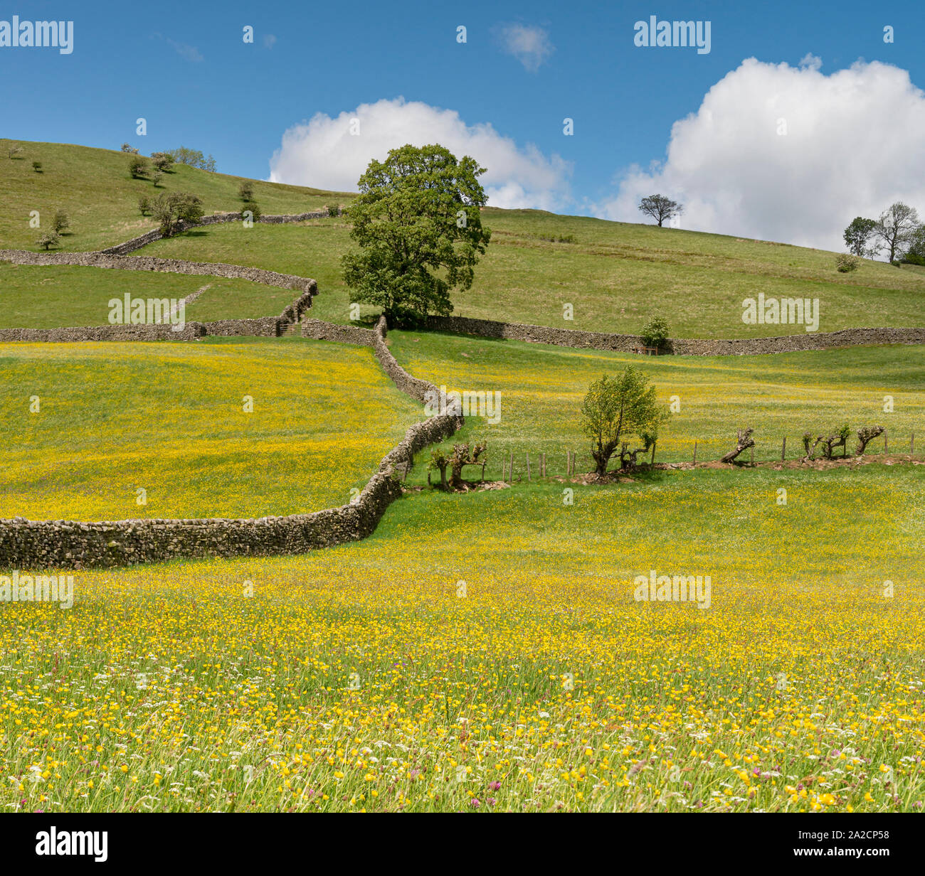 Wilde blume -Fotos und -Bildmaterial in hoher Auflösung – Alamy