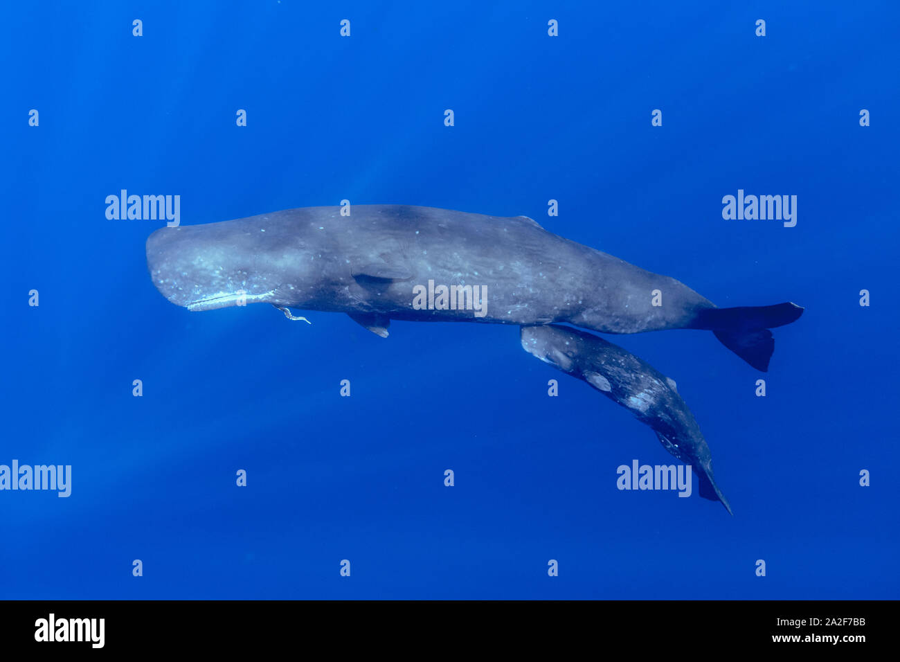 Sperm whale, Physeter macrocephalus, Mutter und Kalb, Mutter mit einem Stück Deep Sea Giant ...