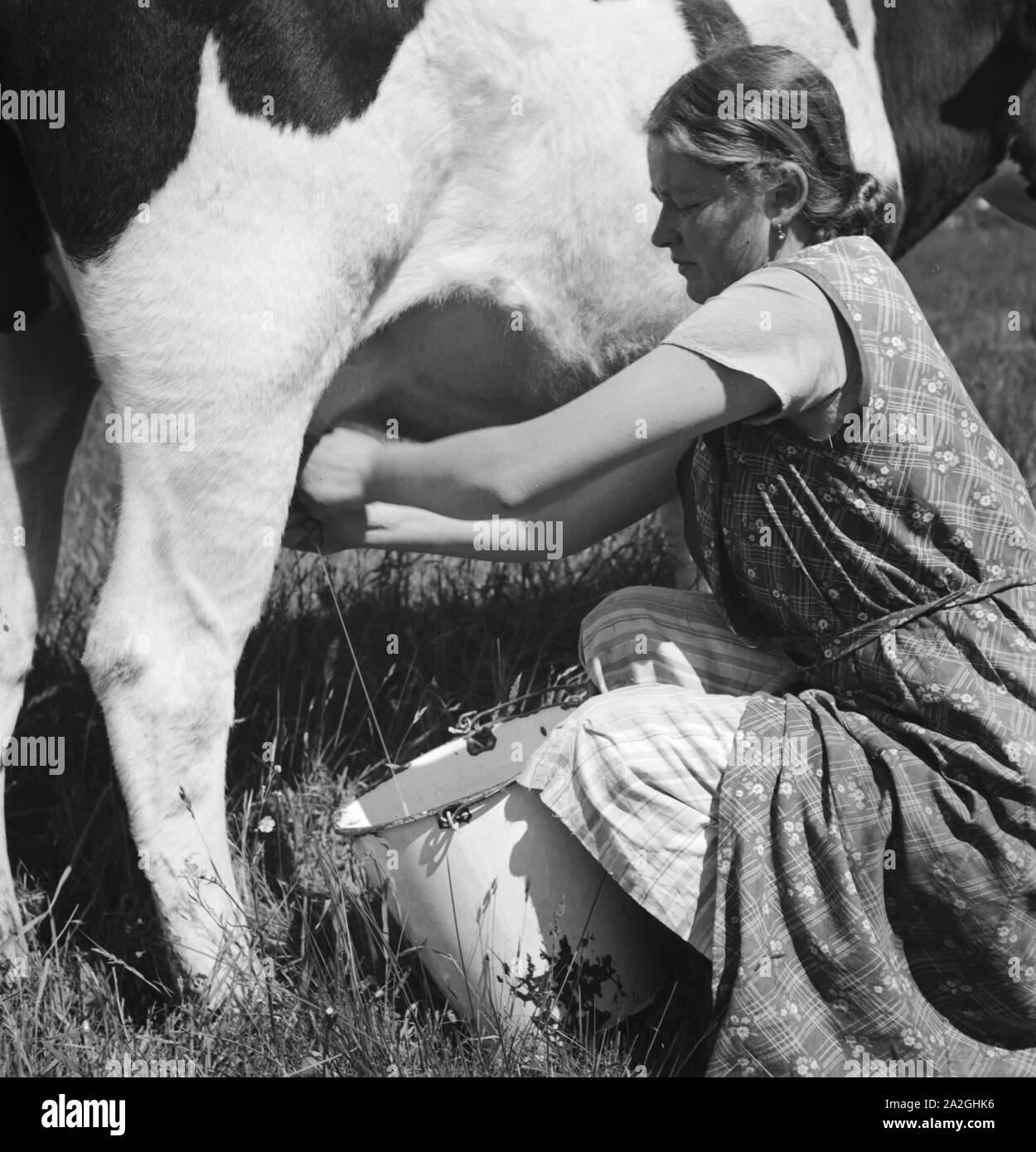 Ein Mädchen beim Melken der Kühe im Umland von Bremen, Deutschland 1930er Jahre. Ein Mädchen ...