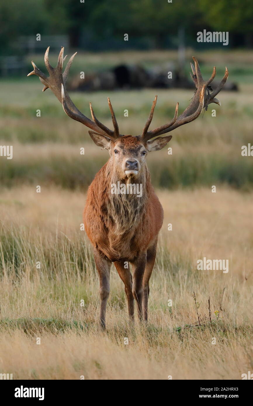Das Rotwild ist einer der größten Hirsche Arten. Der Rothirsch bewohnt ...