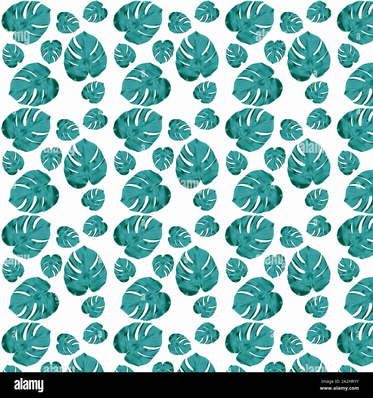 Monstera blatt -Fotos und -Bildmaterial in hoher Auflösung – Alamy