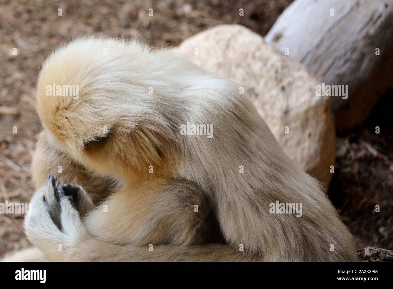 Weißer affe -Fotos und -Bildmaterial in hoher Auflösung – Alamy