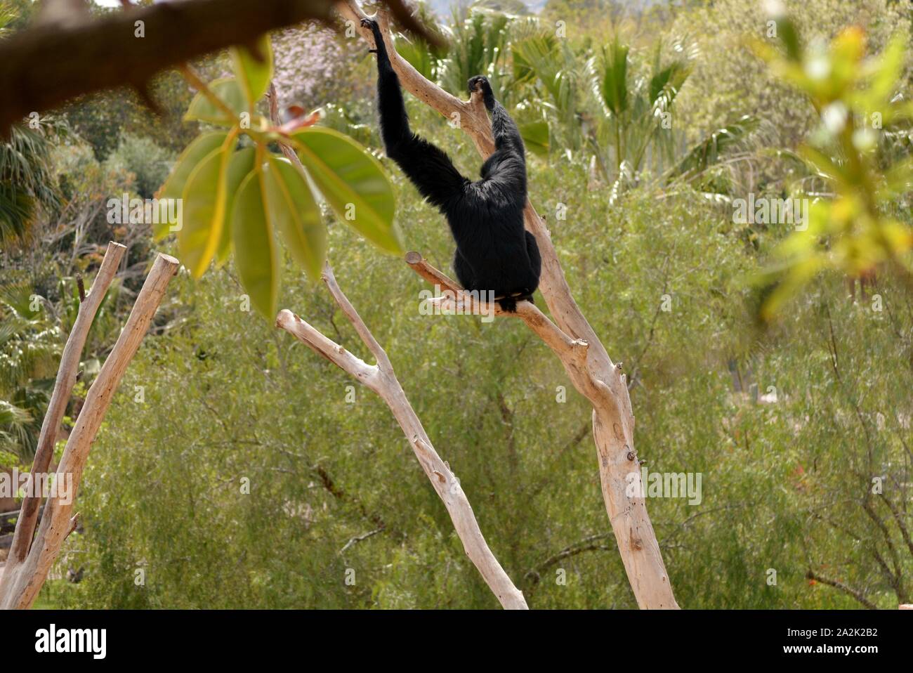 Monkey hanging branch -Fotos und -Bildmaterial in hoher Auflösung – Alamy