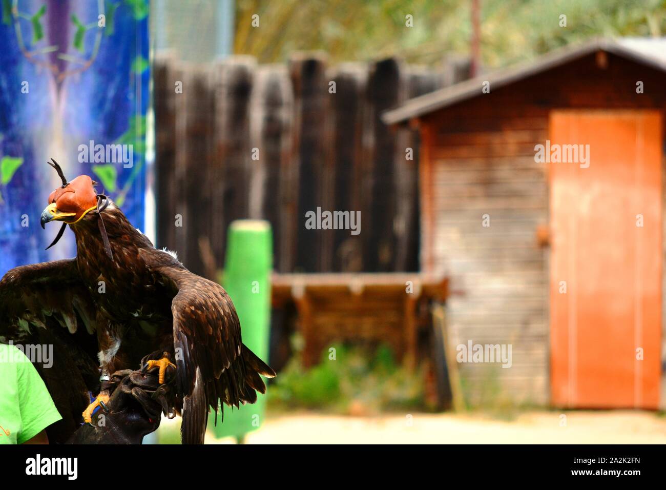 Blinder adler -Fotos und -Bildmaterial in hoher Auflösung – Alamy