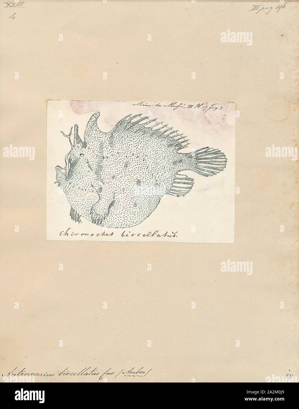 Antennarius biocellatus -Fotos und -Bildmaterial in hoher Auflösung – Alamy