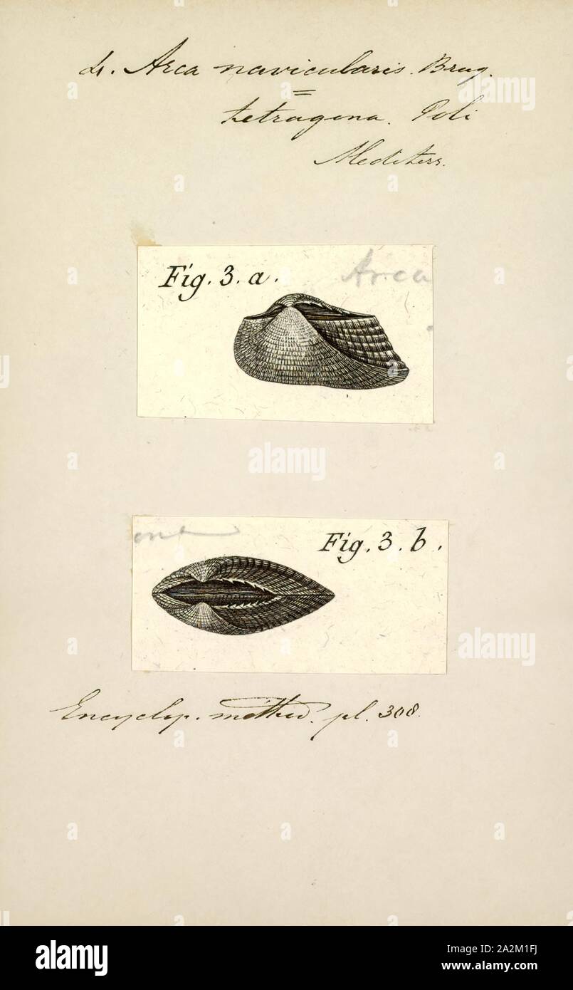 Navicularis -Fotos und -Bildmaterial in hoher Auflösung – Alamy