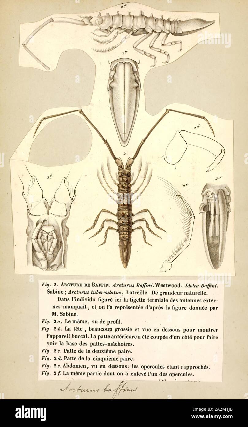 Alpha bootis -Fotos und -Bildmaterial in hoher Auflösung – Alamy