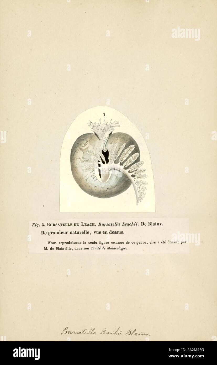 Hase des meeres -Fotos und -Bildmaterial in hoher Auflösung – Alamy