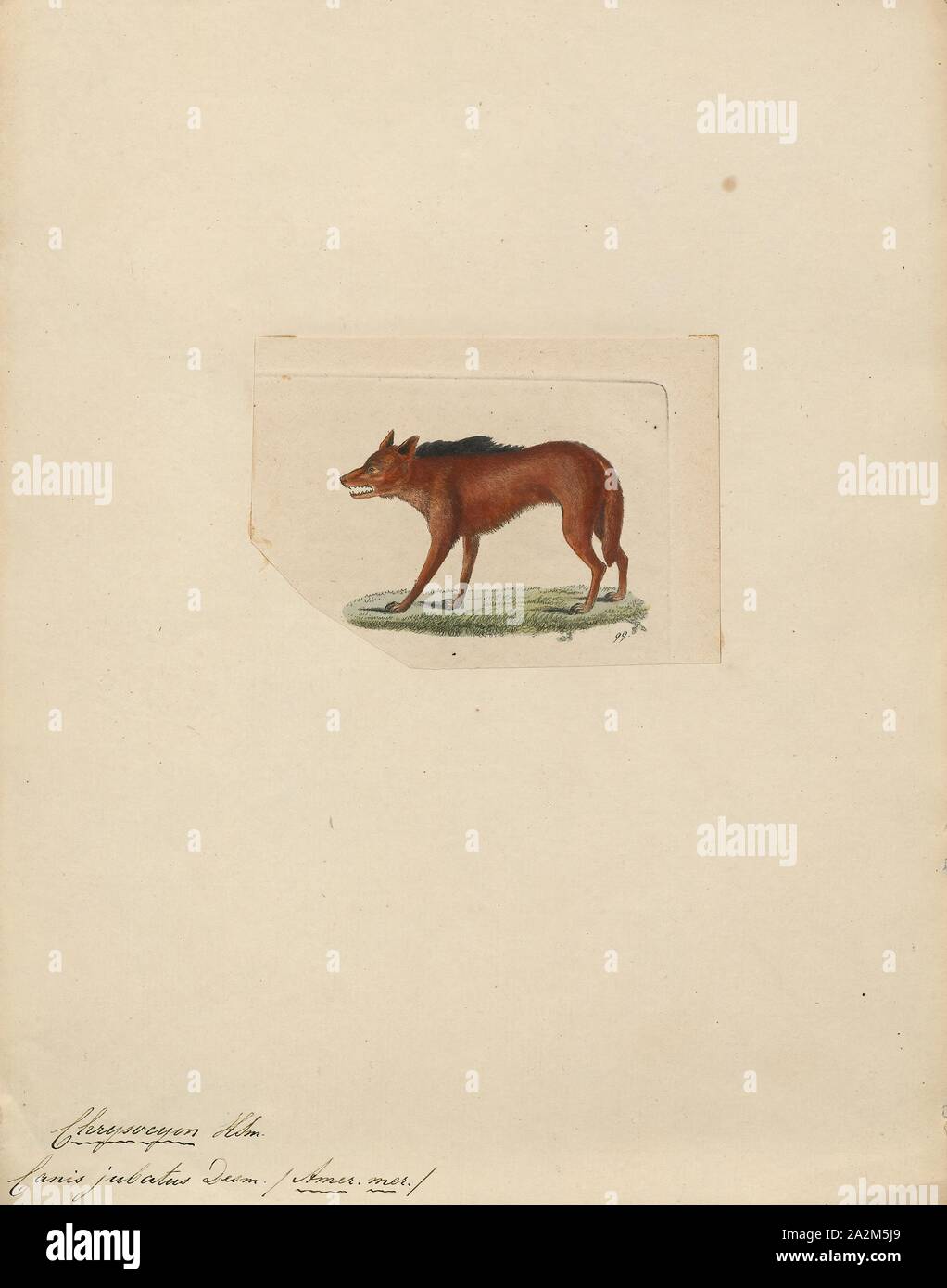 Canis jubatus, Drucken, Canis ist eine Gattung der Canidae mit mehreren ...