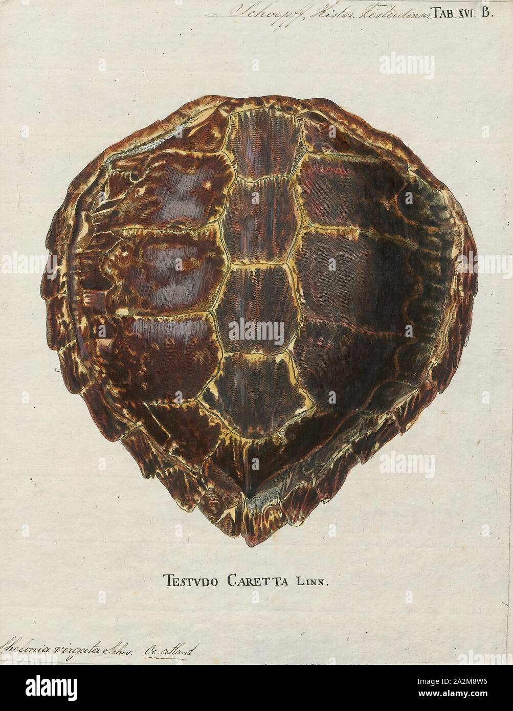 Chelonia virgata -Fotos und -Bildmaterial in hoher Auflösung – Alamy