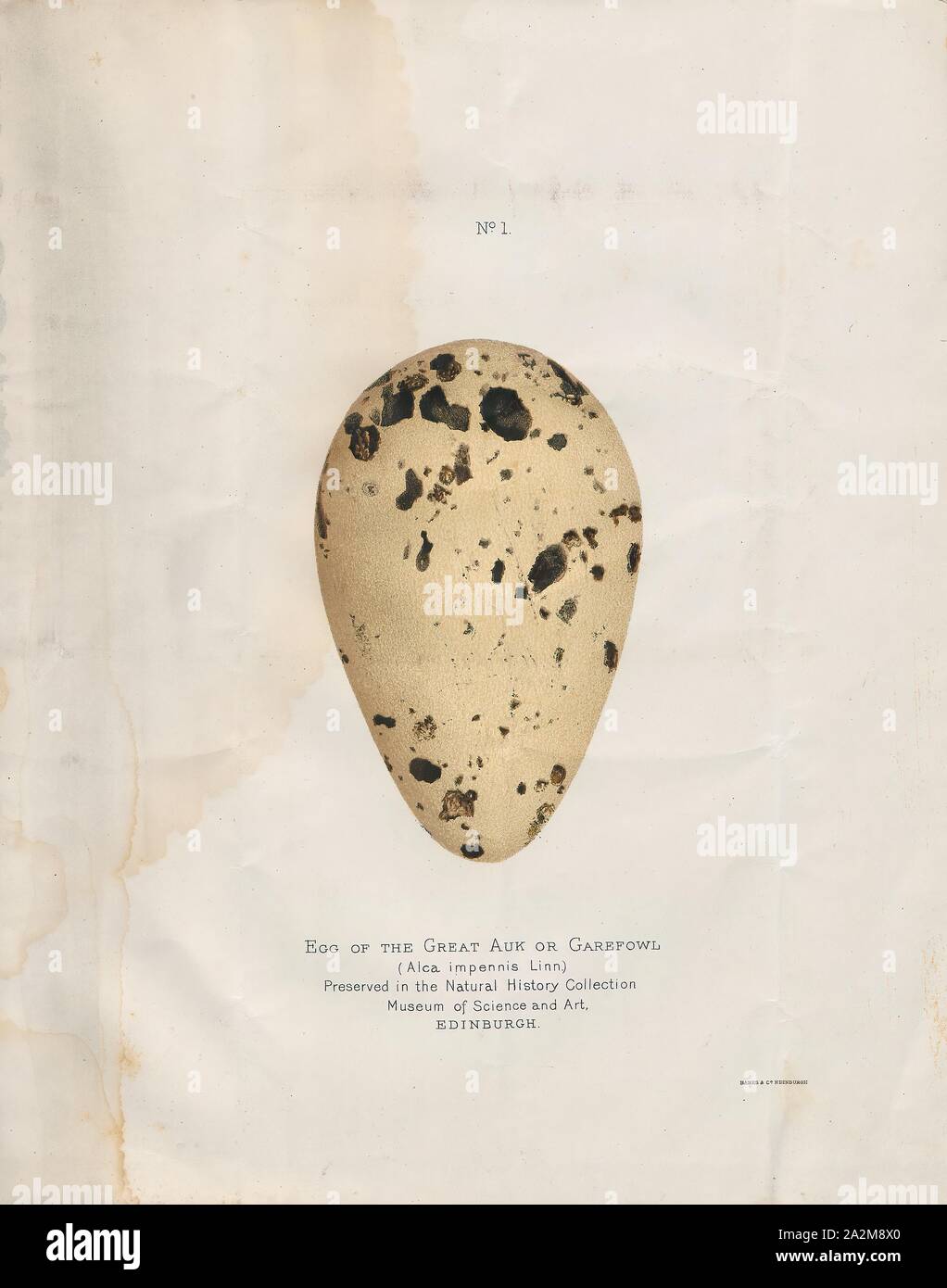 Chenalopex impennis -Fotos und -Bildmaterial in hoher Auflösung – Alamy