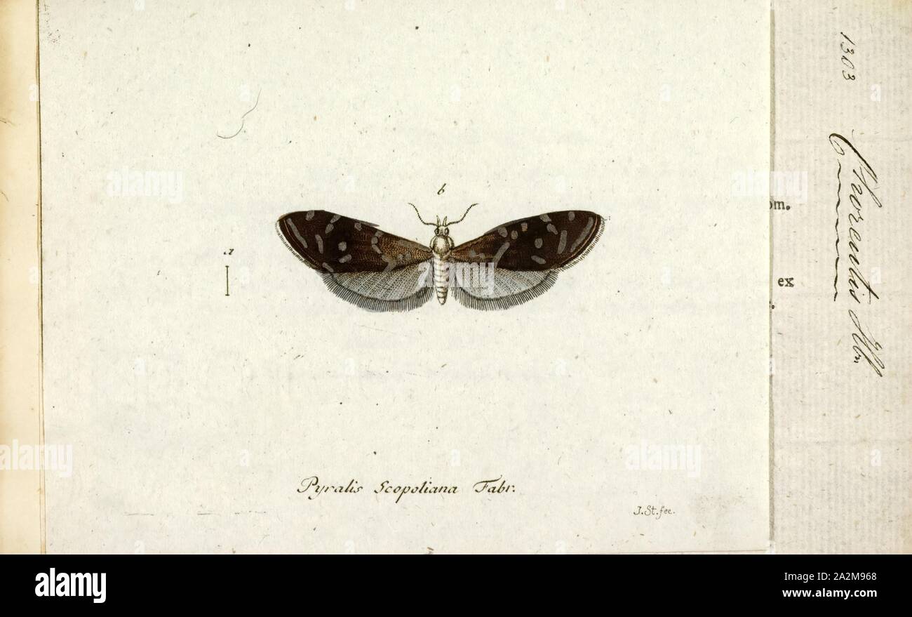 Familie choreutidae -Fotos und -Bildmaterial in hoher Auflösung – Alamy