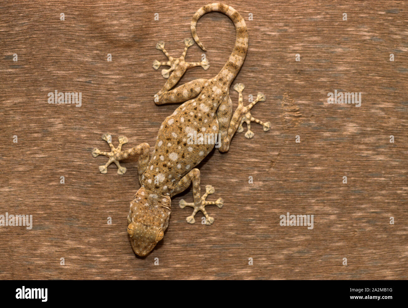 Sinai fan-fingered Gecko (Ptyodactylus guttatus) מניפנית מצויה ...