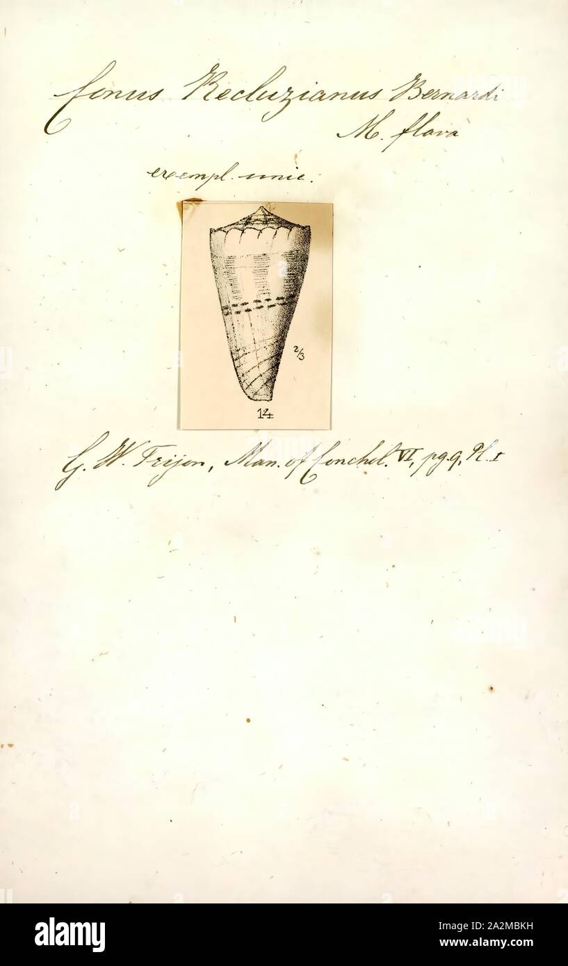 Conus recluzianus, Drucken, Conus recluzianus, Common Name der Récluz ...