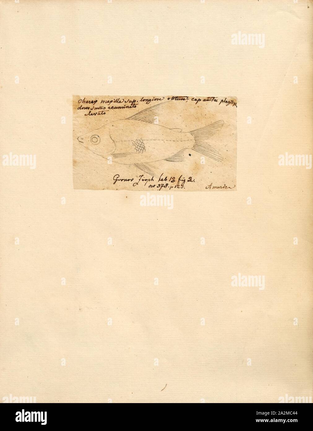 Coregonus species -Fotos und -Bildmaterial in hoher Auflösung – Alamy