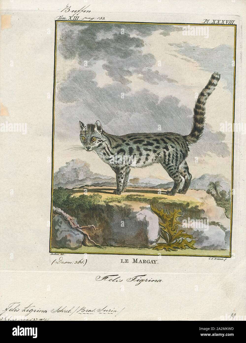 Felis tigrina oncilla -Fotos und -Bildmaterial in hoher Auflösung – Alamy