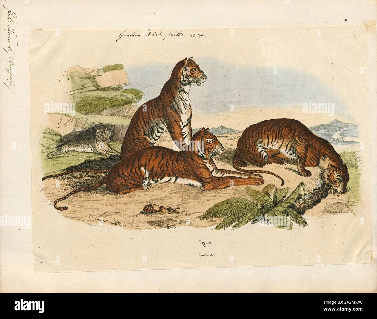 Felis Tigris, Drucken, der Tiger (Panthera tigris) ist die größte Art ...