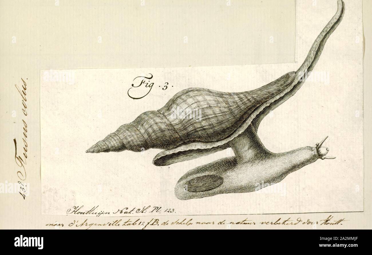 Fusus Fusinus colus, Drucken, colus, Common Name die Spindel Spindel oder Long-tailed Spindel ...