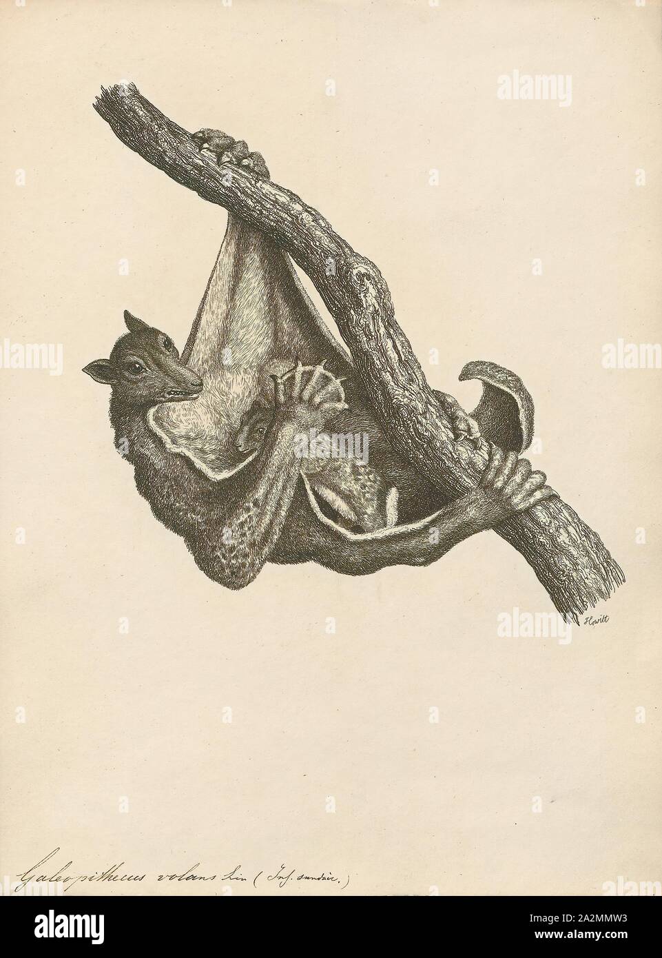 Galeopithecus volans, Drucken, Colugo, Colugos sind arboreal ...