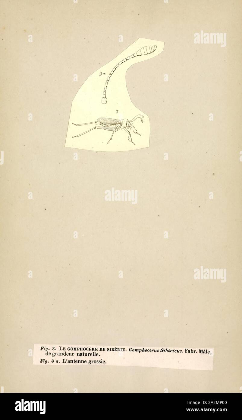 Gomphocerus, Drucken, Gomphocerus ist eine Gattung der Heuschrecken ...