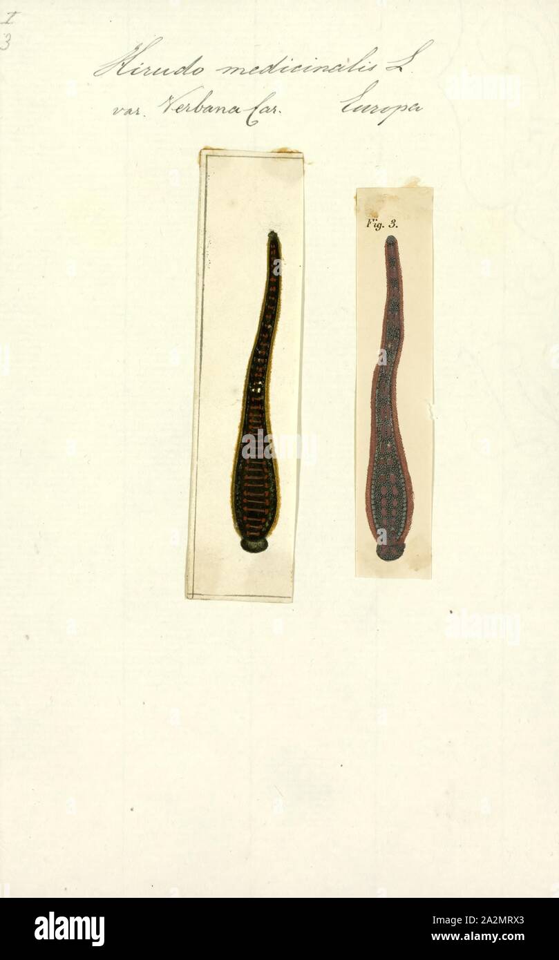 Medizinische blutegel hirudo medicinalis -Fotos und -Bildmaterial in ...
