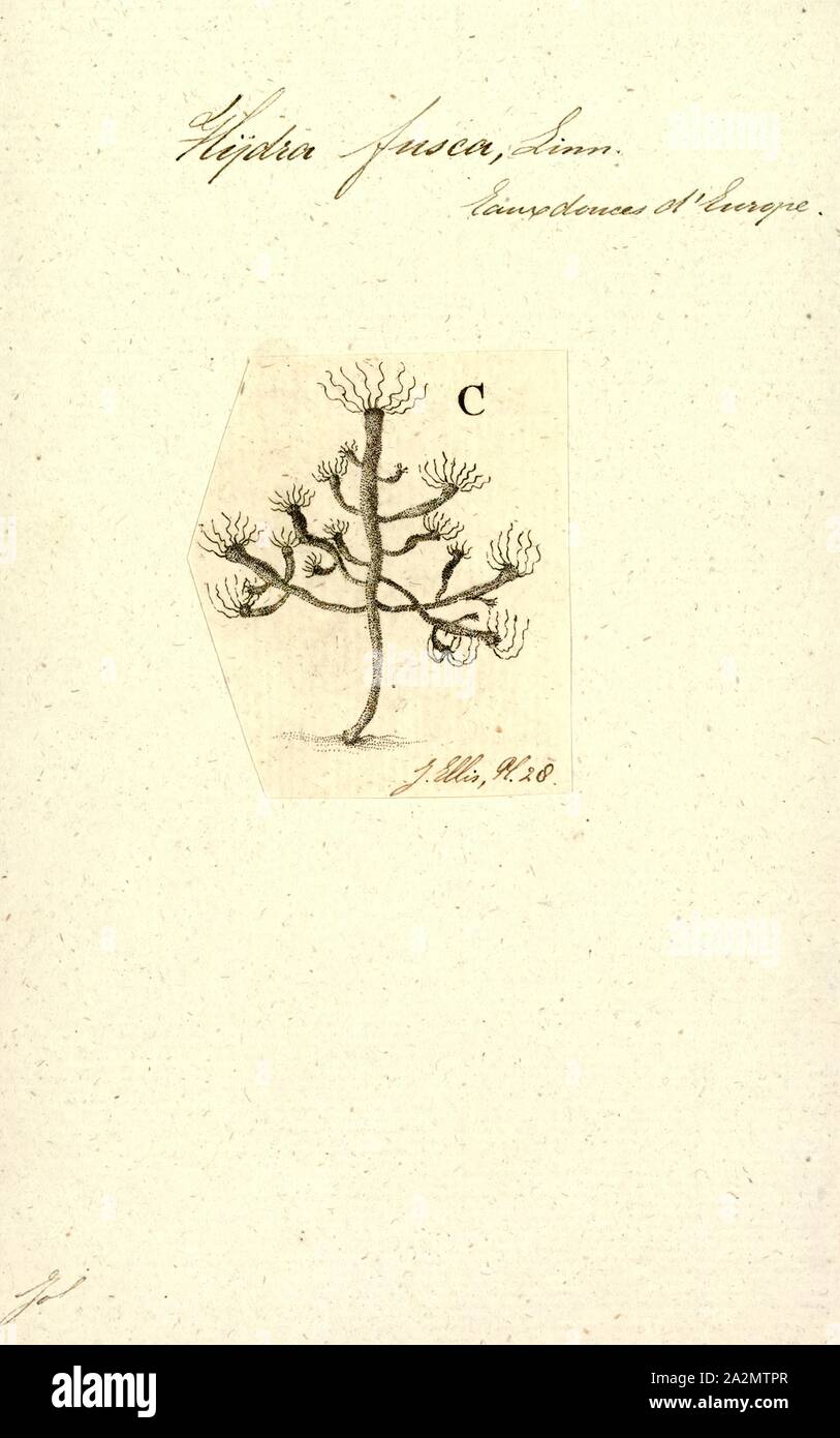 Hydra fusca -Fotos und -Bildmaterial in hoher Auflösung – Alamy