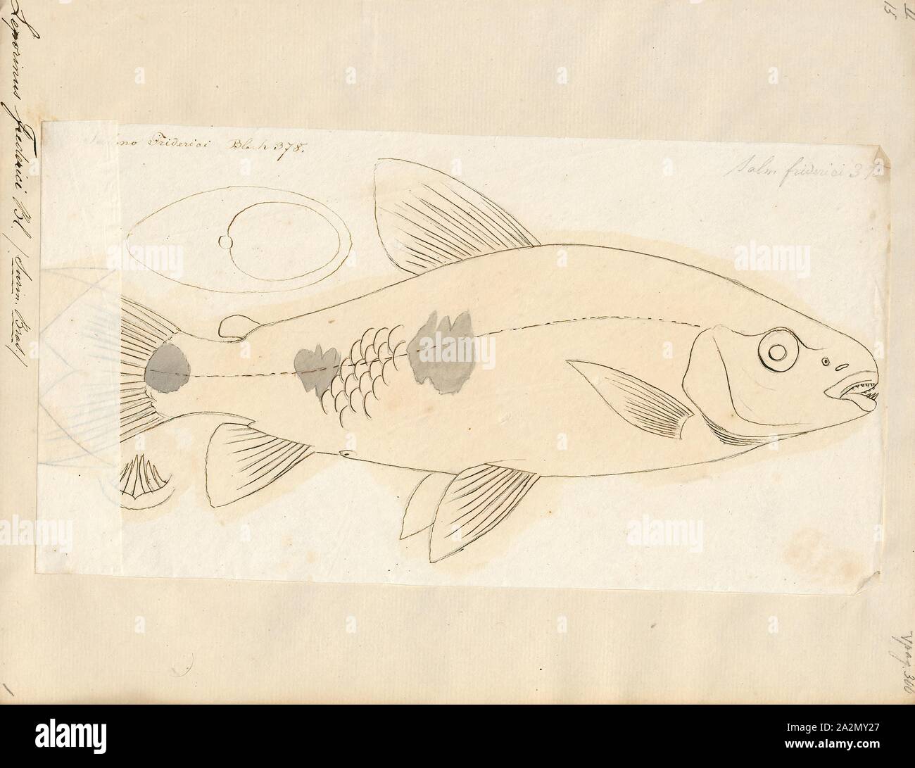 Anostomidae einheimisch -Fotos und -Bildmaterial in hoher Auflösung – Alamy