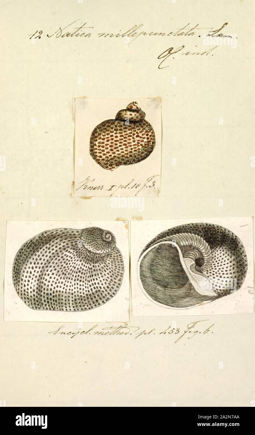 Natica millepunctata -Fotos und -Bildmaterial in hoher Auflösung – Alamy