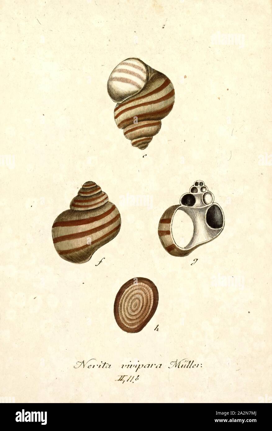 Nerita vivipara -Fotos und -Bildmaterial in hoher Auflösung – Alamy