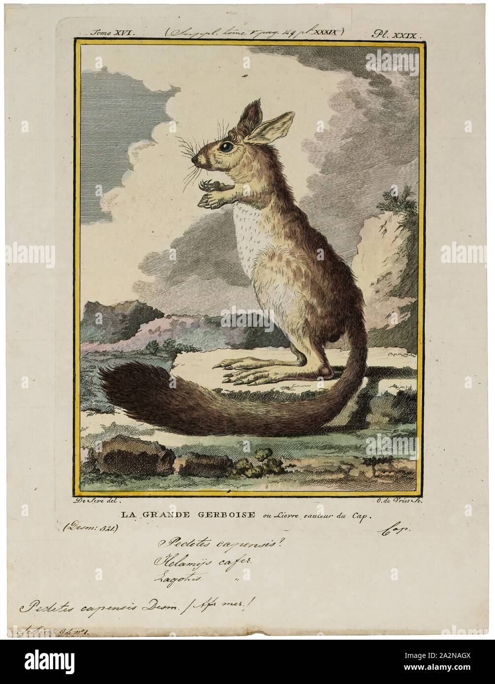 Pedetes Capensis Stockfotos & Pedetes Capensis Bilder - Alamy