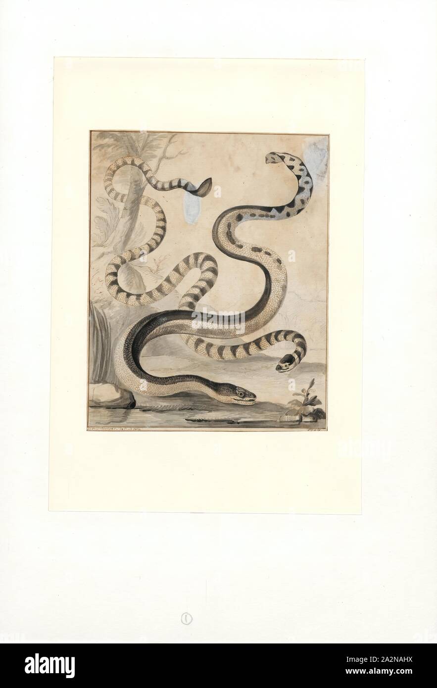 Pelamis zweifarbig -Fotos und -Bildmaterial in hoher Auflösung – Alamy