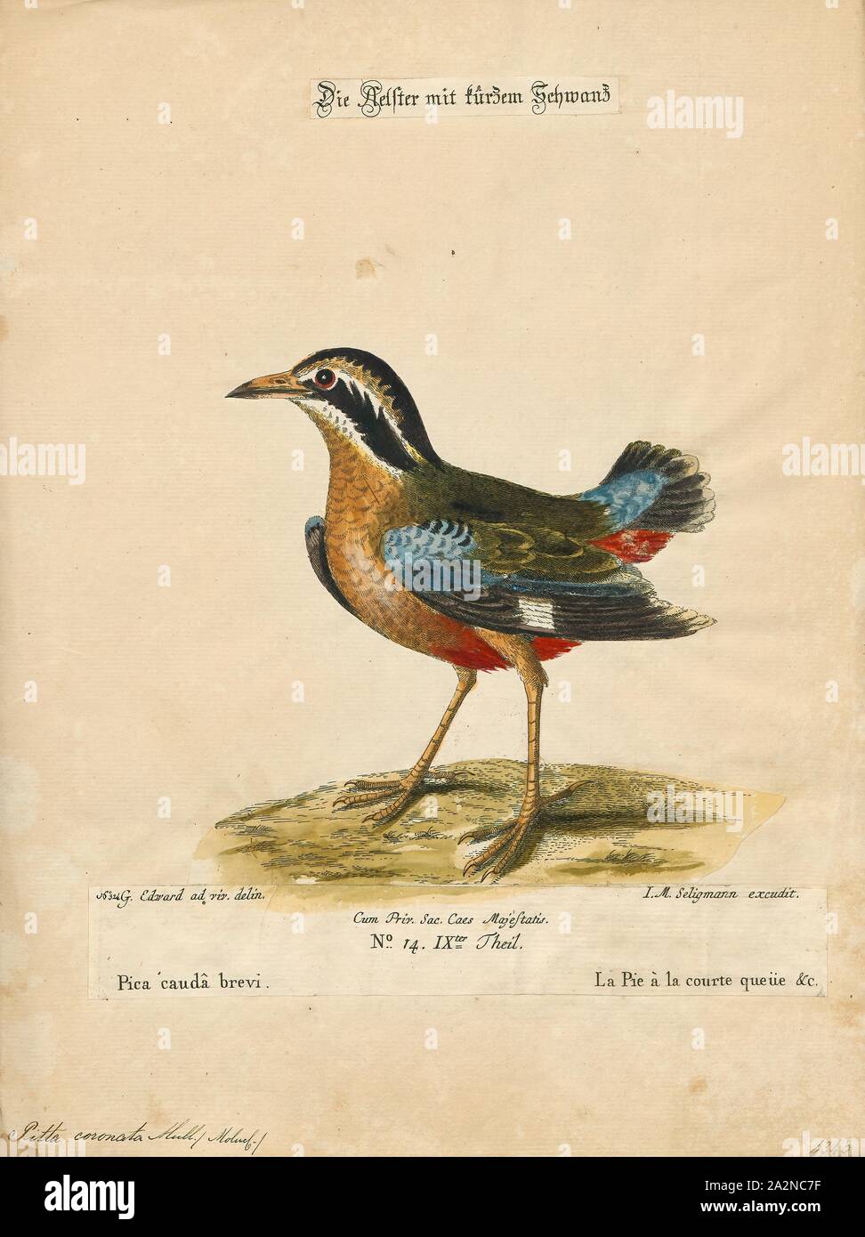 Passerine standards -Fotos und -Bildmaterial in hoher Auflösung – Alamy