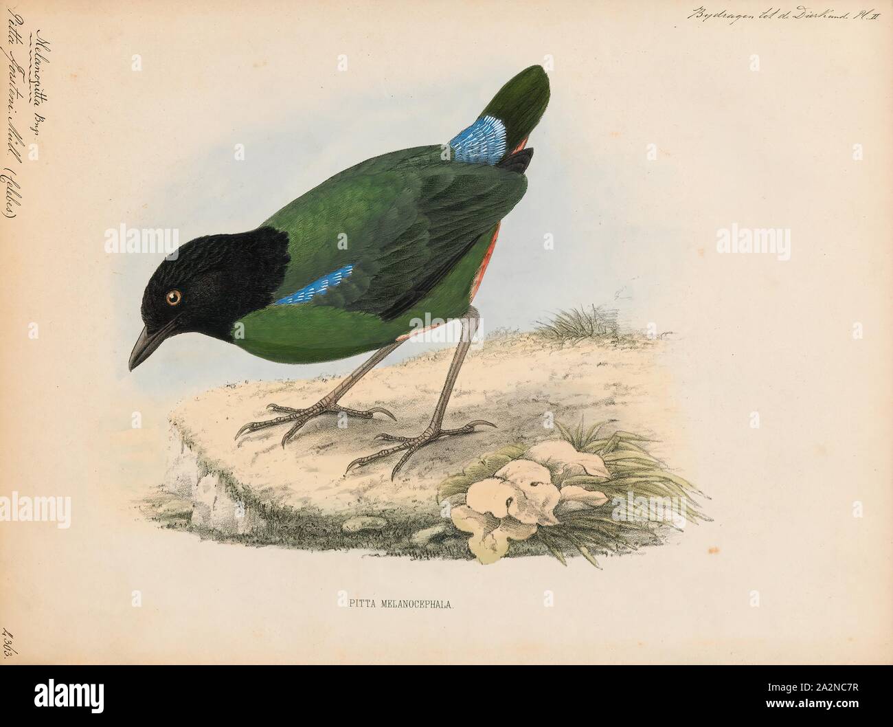 Passerine standards -Fotos und -Bildmaterial in hoher Auflösung – Alamy