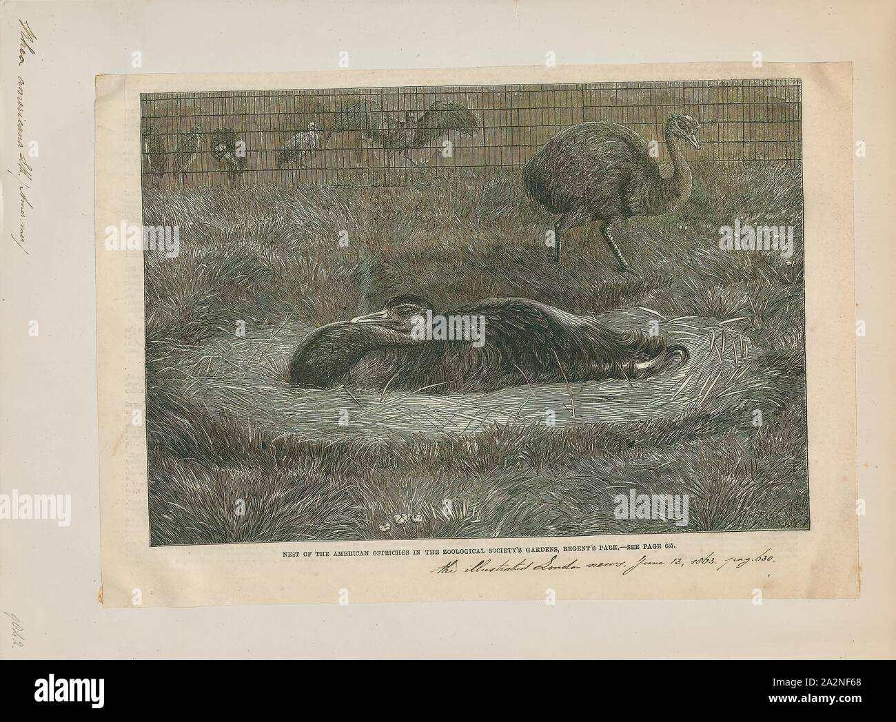 Gattung rhea -Fotos und -Bildmaterial in hoher Auflösung – Alamy