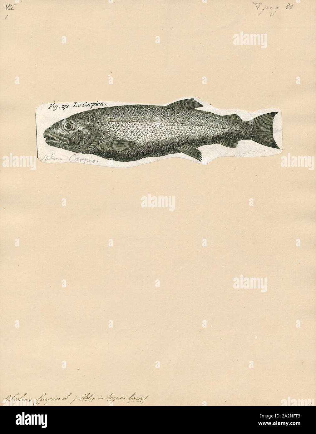 Lachsfisch endemisch -Fotos und -Bildmaterial in hoher Auflösung – Alamy