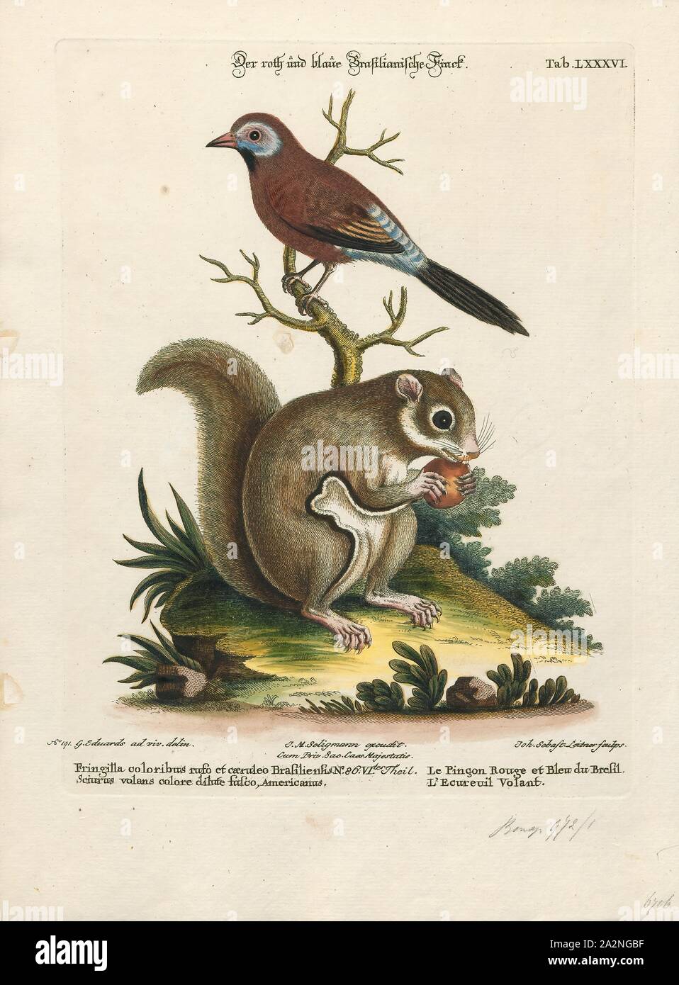 Sciurus volans -Fotos und -Bildmaterial in hoher Auflösung – Alamy