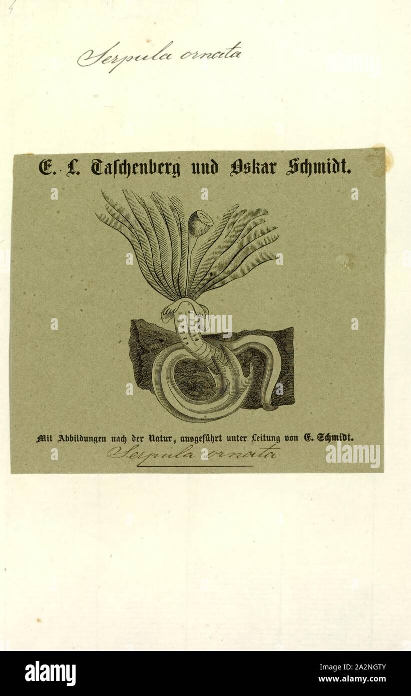 Serpulid worms -Fotos und -Bildmaterial in hoher Auflösung – Alamy