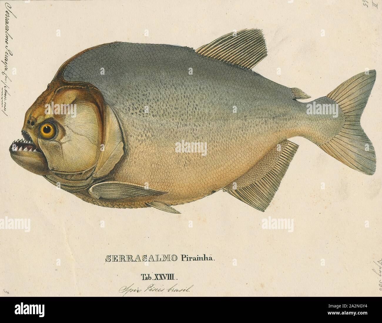 Pygocentrus piraya -Fotos und -Bildmaterial in hoher Auflösung – Alamy