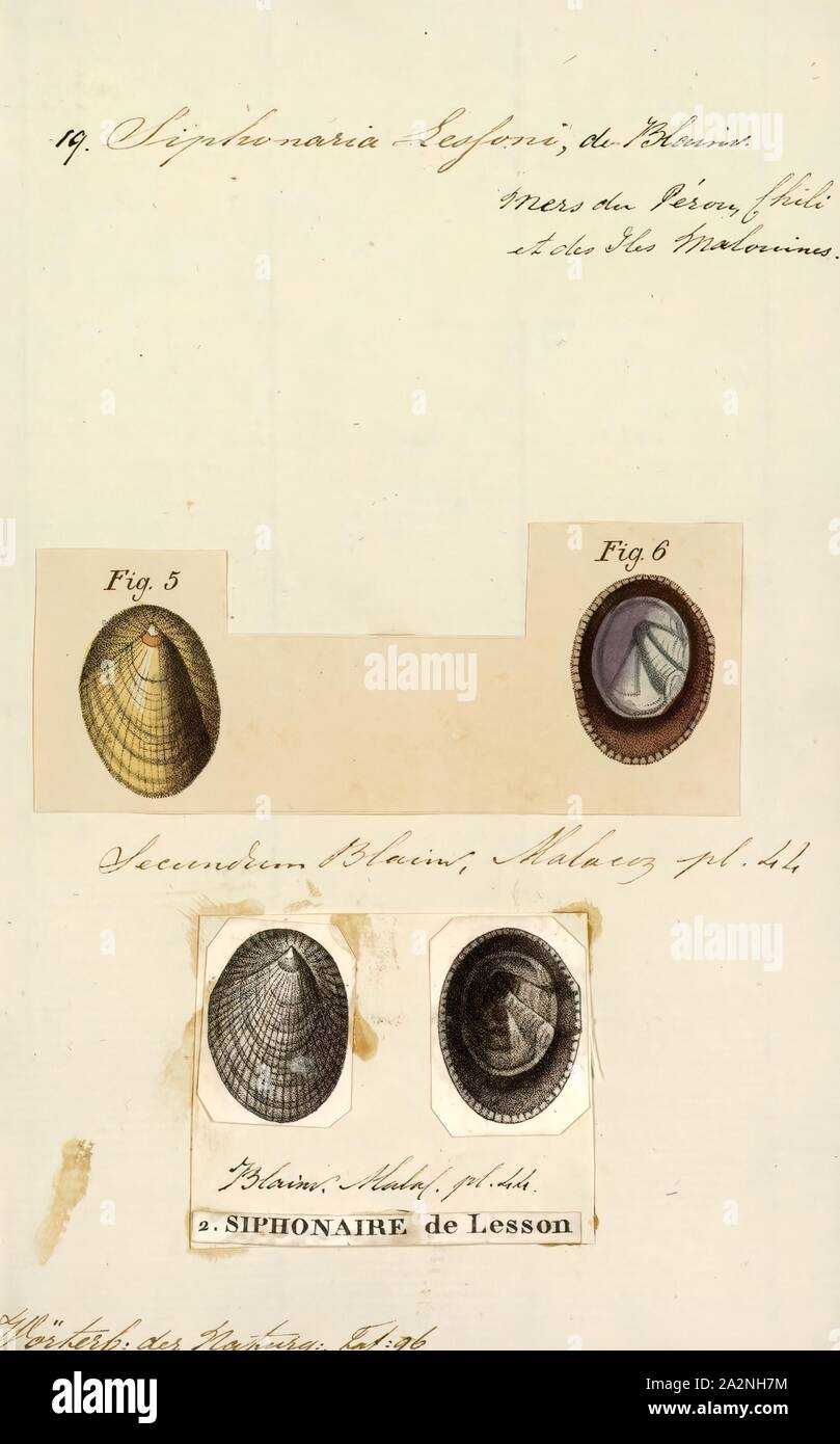 Siphonaria lessoni -Fotos und -Bildmaterial in hoher Auflösung – Alamy