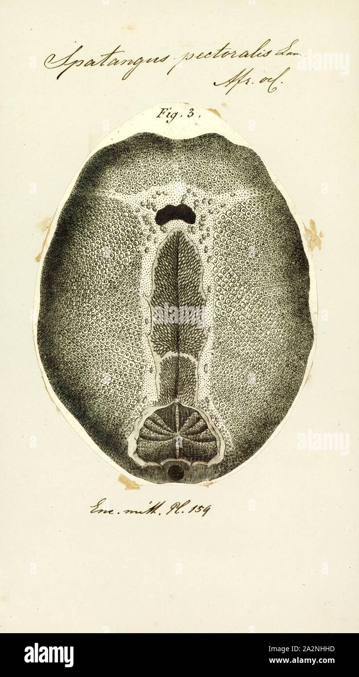 Spatangus Pectoralis Stockfotos und -bilder Kaufen - Alamy