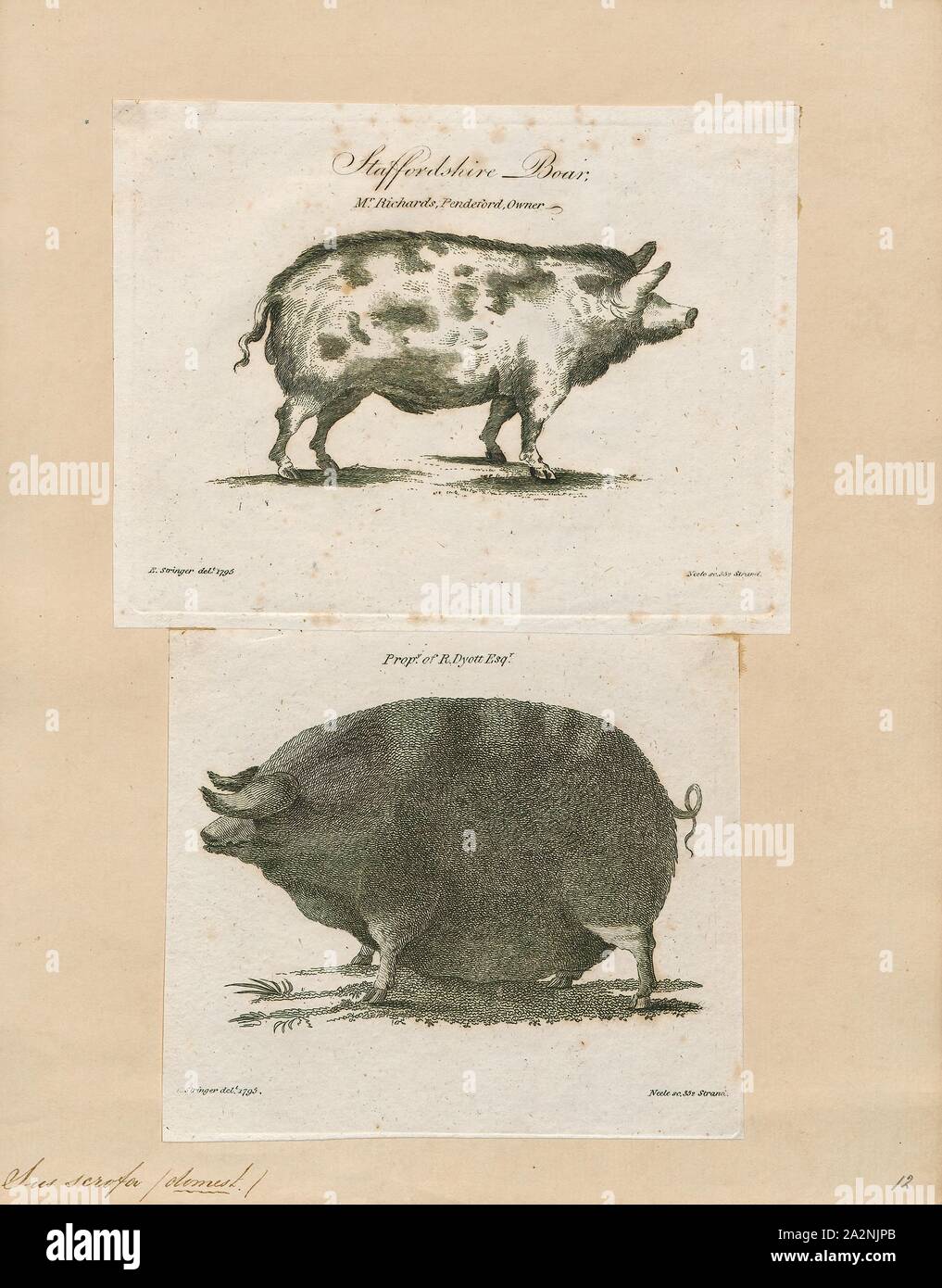 Feral hog (sus scrofa) -Fotos und -Bildmaterial in hoher Auflösung – Alamy