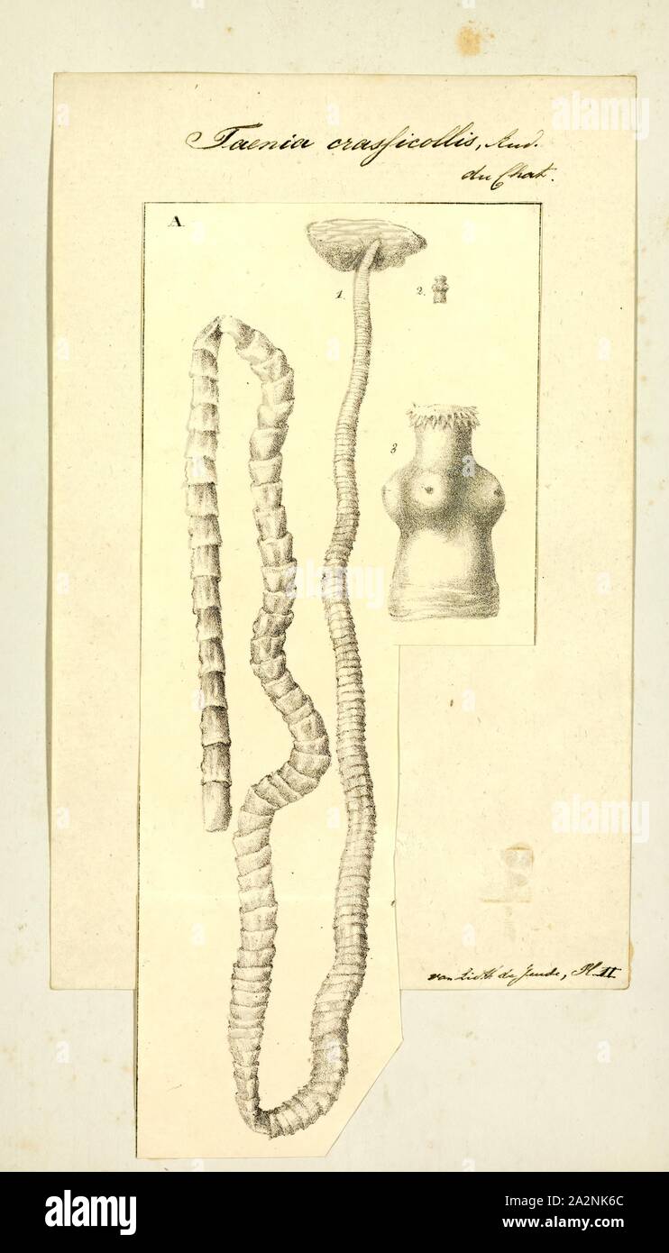 Taenia crassicollis -Fotos und -Bildmaterial in hoher Auflösung – Alamy