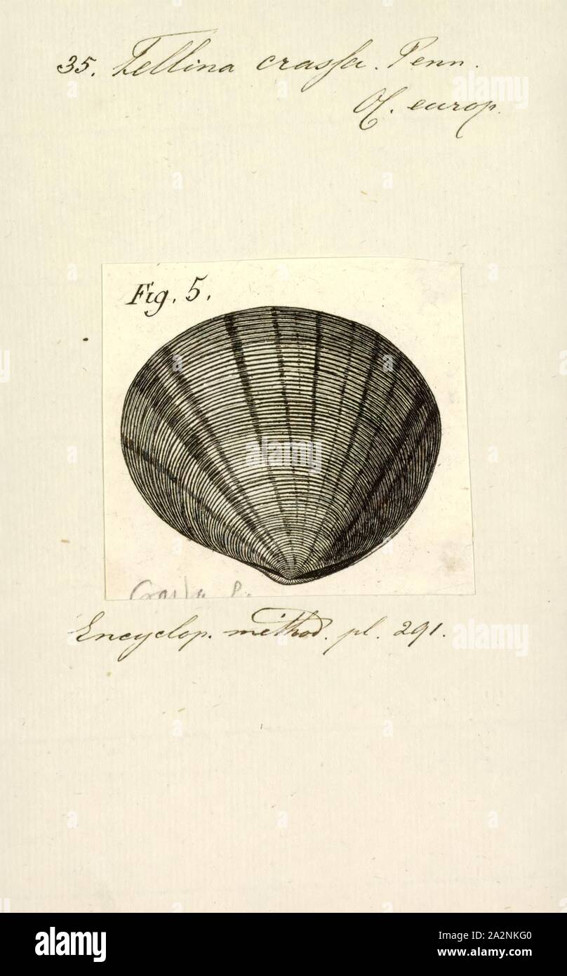 Tellina crassa -Fotos und -Bildmaterial in hoher Auflösung – Alamy